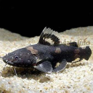 Poisson batrochoglanis raninus (pimelodus grenoille adipeux) : fiche ...