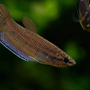 Poisson betta edithae (betta edithae) : fiche complète, paramètres ...