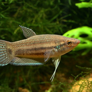 Poisson betta enisae (betta enisae) : fiche complète, paramètres ...