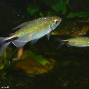 Poisson brycinus longipinnis (characin à longues nageoires) : fiche ...