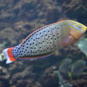Poisson coris formosa (girelle reine) : fiche complète, paramètres ...
