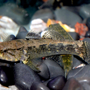 Poisson eleotris fusca (cabot noir) : fiche complète, paramètres ...