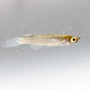 Poisson fluviphylax palikur (fluviphylax palikur) : fiche complète ...