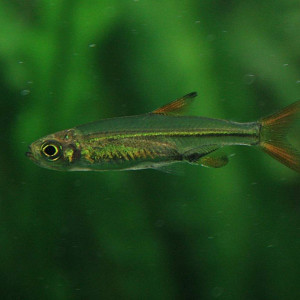 Poisson ladigesia roloffi (characidé nain orange) : fiche complète ...