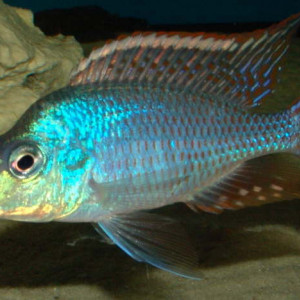Poisson lethrinops lethrinus (lethrinops lethrinus) : fiche complète ...