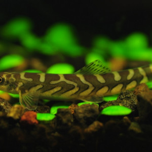 Poisson mesonoemacheilus triangularis (loche en triangle) : fiche ...