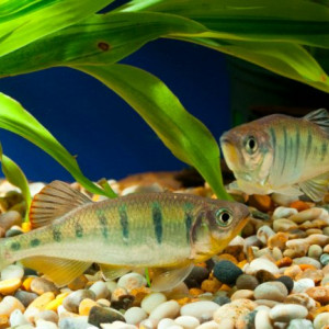 Poisson opsarius pulchellus (opsarius pulchellus) : fiche complète ...