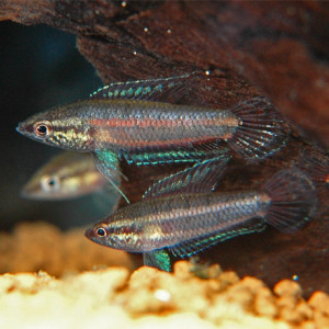 Poisson parosphromenus filamentosus : fiche complète, paramètres ...