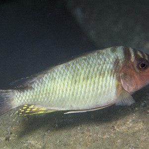 Poisson petrochromis orthognathus (petrochromis orthognathus) : fiche ...