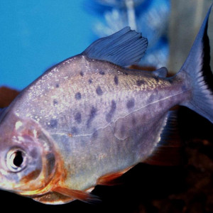 Poisson piaractus brachypomus (pacu) : fiche complète, paramètres ...