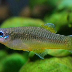 Poisson priapella intermedia (priapella intermedia) : fiche complète ...