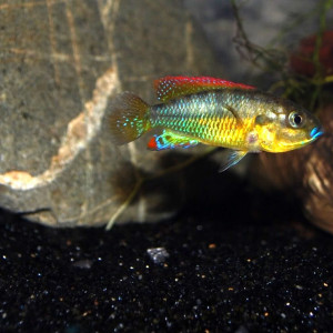 Pseudocrenilabrus Multicolor Multicolor