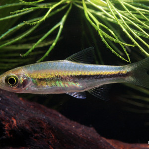 Poisson rasbora trilineata (rasbora ciseaux) : fiche complète ...