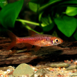 Poisson rasbora trilineata (rasbora ciseaux) : fiche complète ...