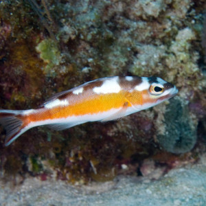 Poisson serranus tabacarius (serranus tabacarius) : fiche complète ...