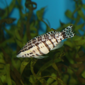 Poisson serranus tigrinus (serran arlequin) : fiche complète ...