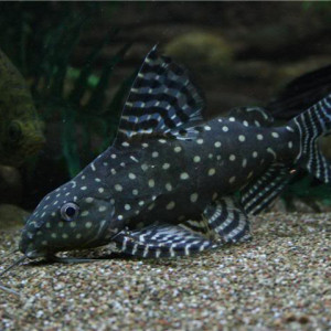 Poisson synodontis angelicus (synodontis ange) : fiche complète ...