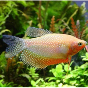 Poisson trichogaster labiosa (gourami à grosses lèvres) : fiche ...