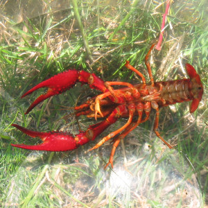 Crustacé procambarus fallax forma virginalis (ecrevisse marbrée ...