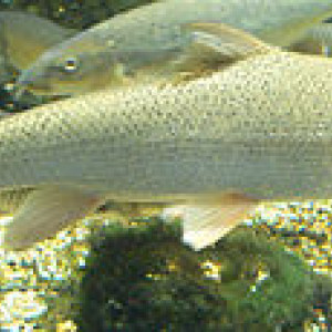 Poisson barbus afrohamiltoni (barbus afrohamiltoni) : fiche complète ...