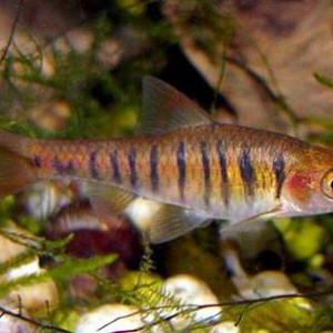 Poisson barbus afrovernayi (barbus afrovernayi) : fiche complète ...