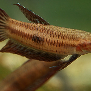 Poisson betta livida (betta livida) : fiche complète, paramètres ...
