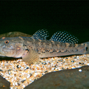 Poisson awaous nigripinni ("cabot" créole reunionnais) : fiche complète ...