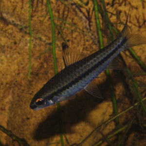 Poisson barbus miolepis (barbus miolepis) : fiche complète, paramètres ...