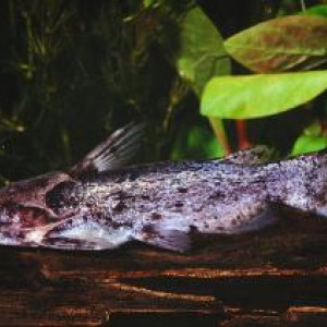 Poisson trachelyopterus galeatus (auchéniptère tacheté) : fiche ...