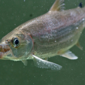 Poisson hydrocynus goliath (hydrocynus goliath) : fiche complète ...