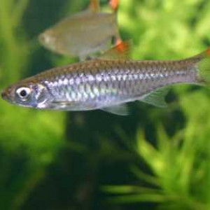 Poisson rasbora trilineata (rasbora ciseaux) : fiche complète ...