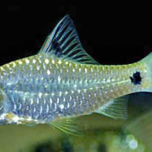 Poisson puntius chola (puntius chola) : fiche complète, paramètres ...