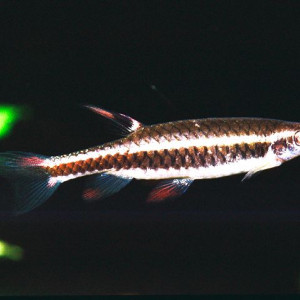 Poisson copella nattereri : fiche complète, paramètres, volume ...