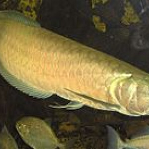 Poisson scleropages inscriptus (scleropages inscriptus) : fiche ...