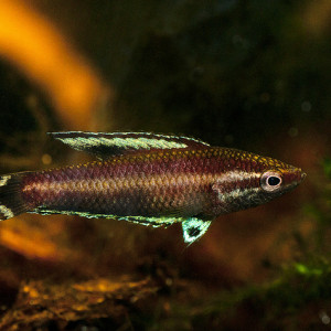 Poisson parosphromenus deissneri : fiche complète, paramètres, volume ...