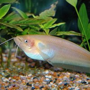 Poisson ompok pabda (ompok pabda) : fiche complète, paramètres, volume ...