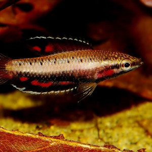 Poisson parosphromenus deissneri : fiche complète, paramètres, volume ...