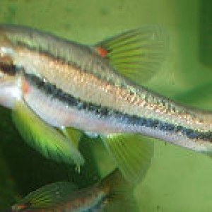 Poisson phoxinus septimaniae (vairon du languedoc) : fiche complète ...