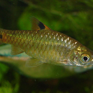 Poisson puntius titteya (barbu cerise) : fiche complète, paramètres ...