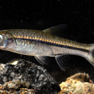 Poisson rasbora trilineata (rasbora ciseaux) : fiche complète ...