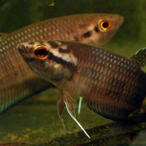 Poisson betta balunga (betta balunga) : fiche complète, paramètres ...