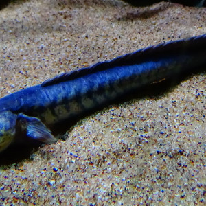 Poisson gobioides broussonnetii (dragon goby) : fiche complète ...