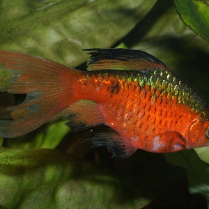 Poisson pethia conchonius (barbus rosé) : fiche complète, paramètres ...