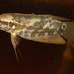 Poisson ctenops nobilis (ctenops nobilis) : fiche complète, paramètres ...