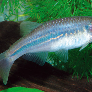 Poisson devario chrysotaeniatus (devario chrysotaeniatus) : fiche ...