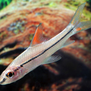 Poisson cyclocheilichthys janthochir (cyclocheilichthys janthochir ...