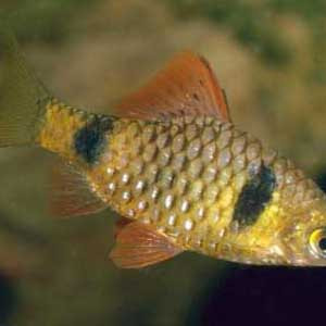 Poisson puntius cumingii (barbus de cuming) : fiche complète ...