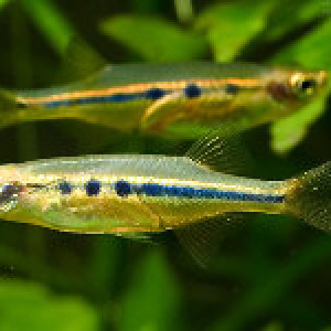 Poisson laubuca dadiburjori (laubuca dadiburjori) : fiche complète ...