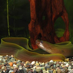 Poisson echidna rhodochilus (murène d'eau douce) : fiche complète ...