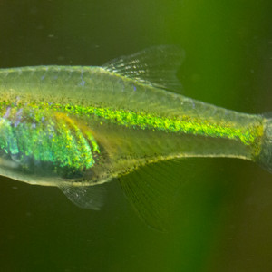 Poisson microdevario gatesi (microdevario gatesi) : fiche complète ...